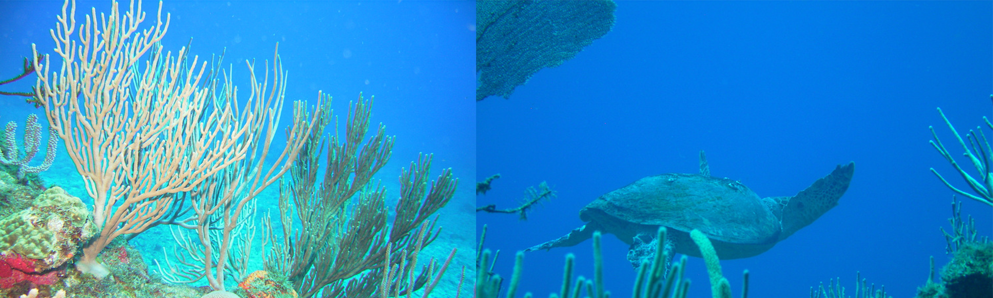 Indigo Divers - Seeing Antigua Underwater - The Gardens | Luxury ...